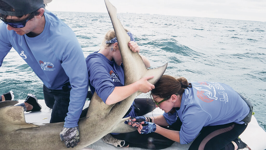 This Orthodox Jewish Woman is a Real-Life Shark Scientist - Jew in the City