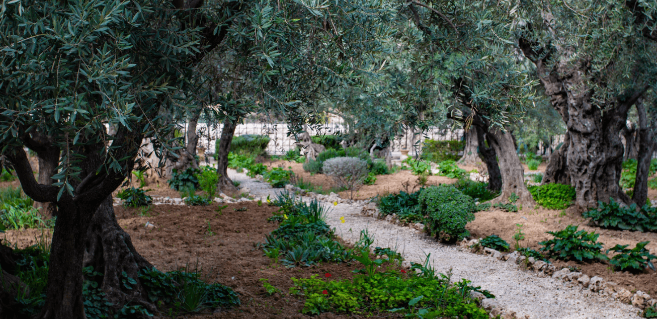 What Are Shmittah and Yovel? - Jew in the City